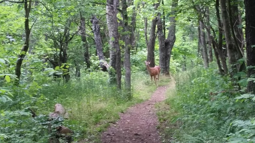 Rock Spring Hut – Shenandoah National Park | Tony's Hiking Adventure