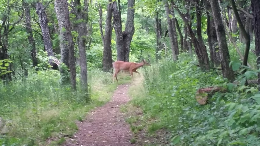 Rock Spring Hut – Shenandoah National Park | Tony's Hiking Adventure