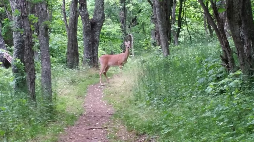 Rock Spring Hut – Shenandoah National Park | Tony's Hiking Adventure